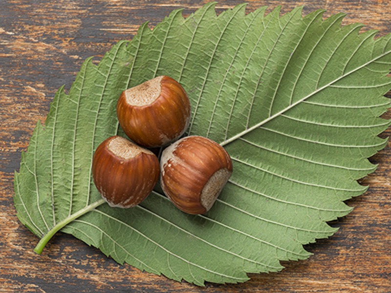 IDeA I+D 2023 financiará un proyecto enfocado en la detección y control ...