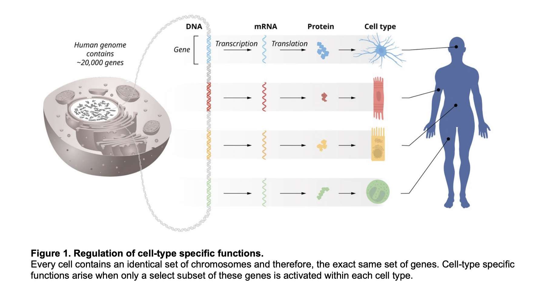 Premio Nobel de Medicina: Investigadores del INTA explican la ...