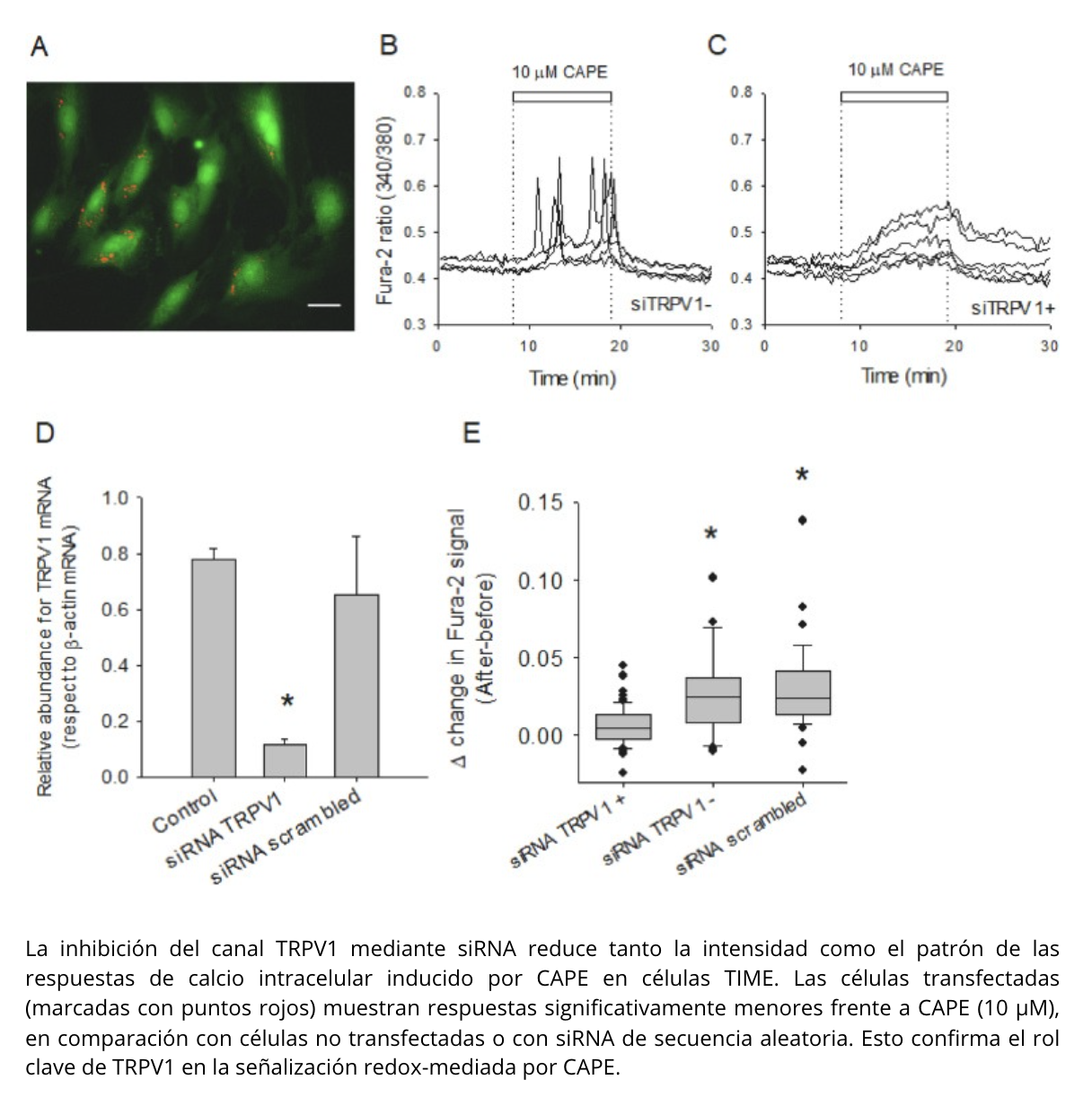 CAPE activa canal TRPV1 y potencia respuesta antioxidante en células ...